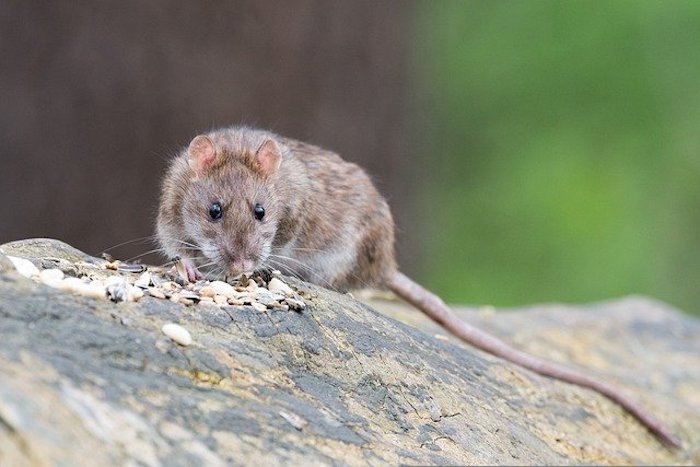 Facts About Rats That Might Surprise You - Extreme Pest Control